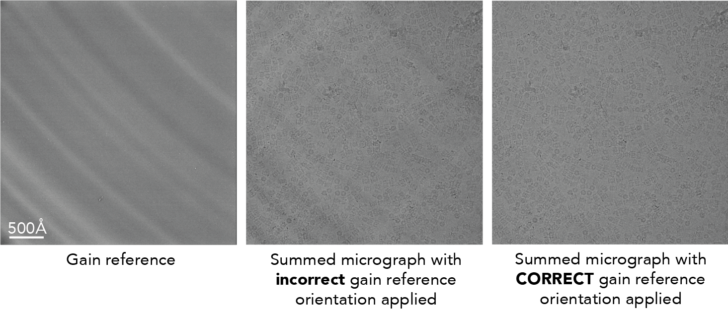 Chapter 1 – Preprocessing – cryoEDU